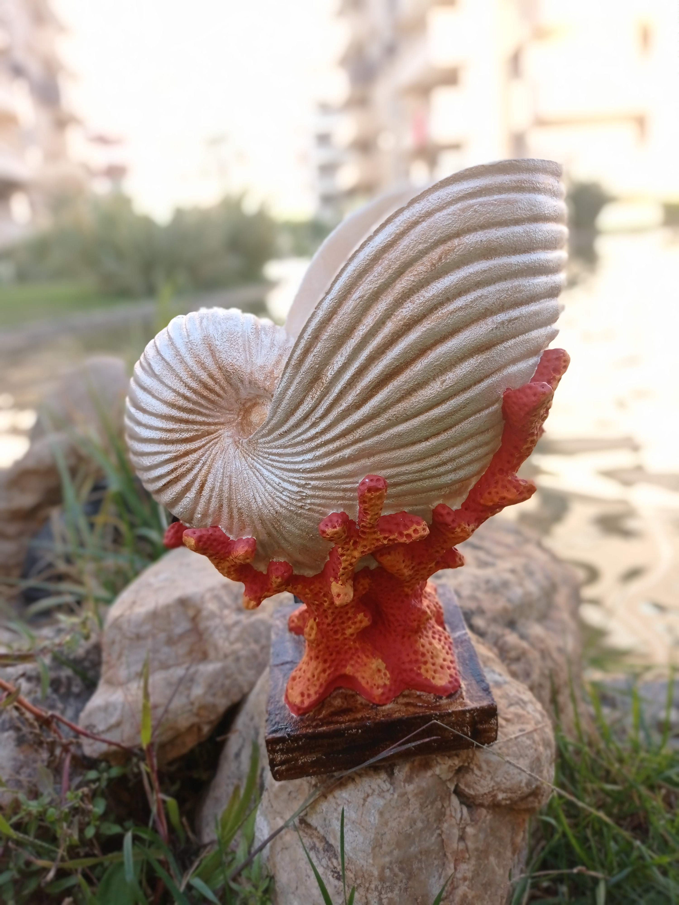Coral Shell Sculpture, Shell Sculpture, Shell Object, Sea Shell ...