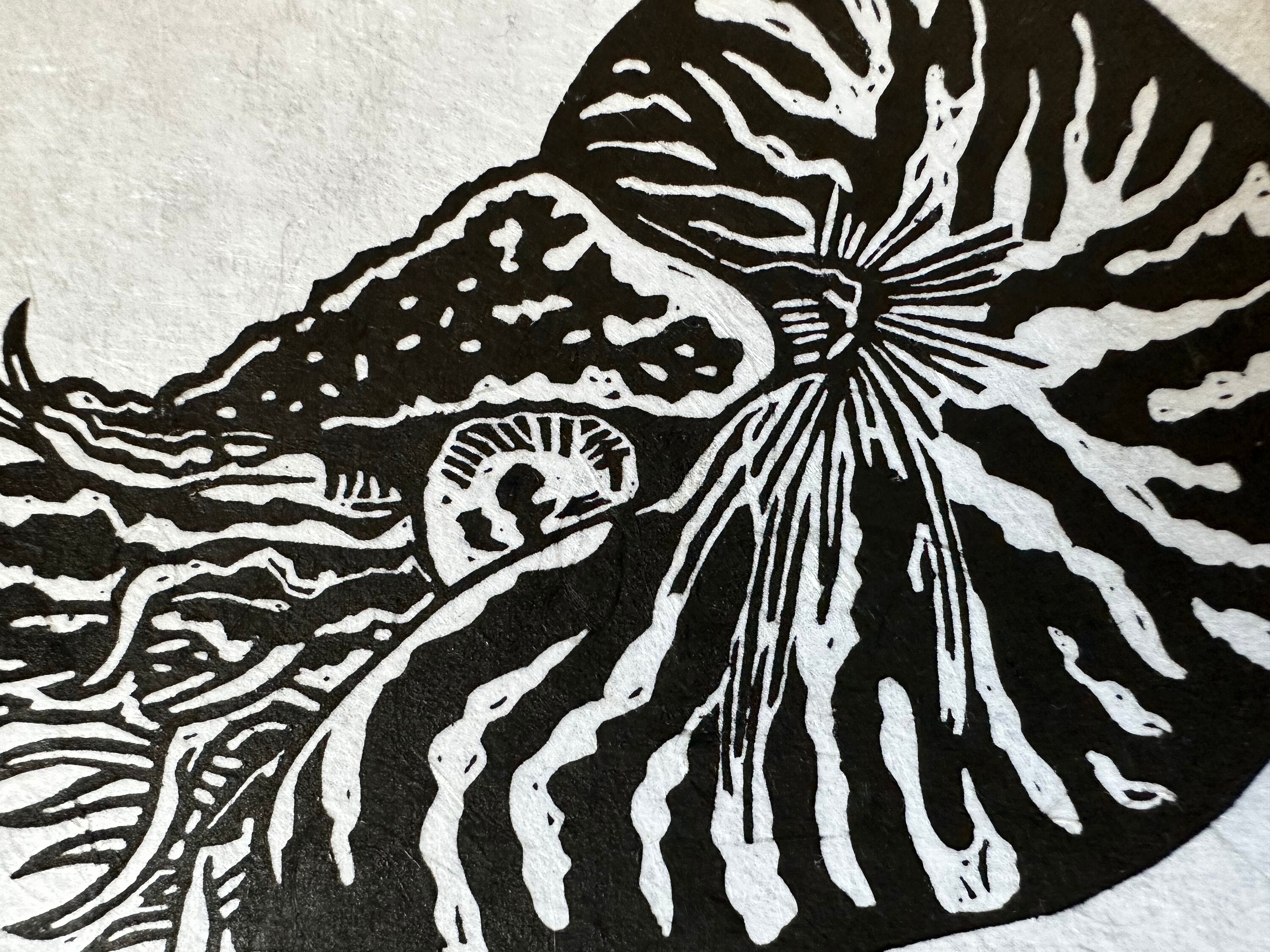 Nautilus Limited Edition Numbered Hand Drawn Hand Carved Hand Printed ...
