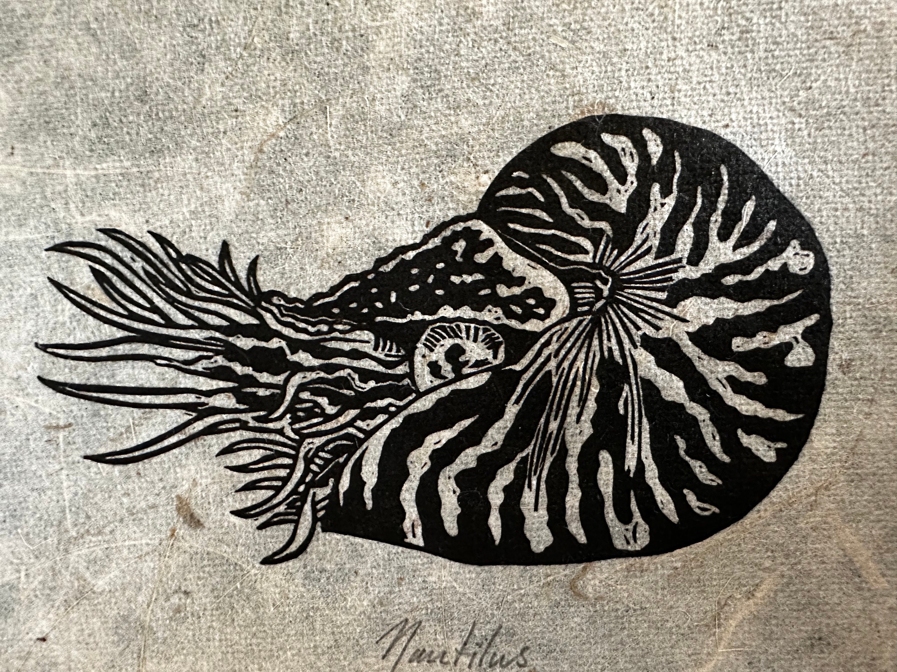 Nautilus Lino Relief Print, Hand-carved Limited Edition - Etsy