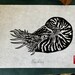 Nautilus Limited Edition Numbered Hand Drawn Hand Carved Hand Printed ...