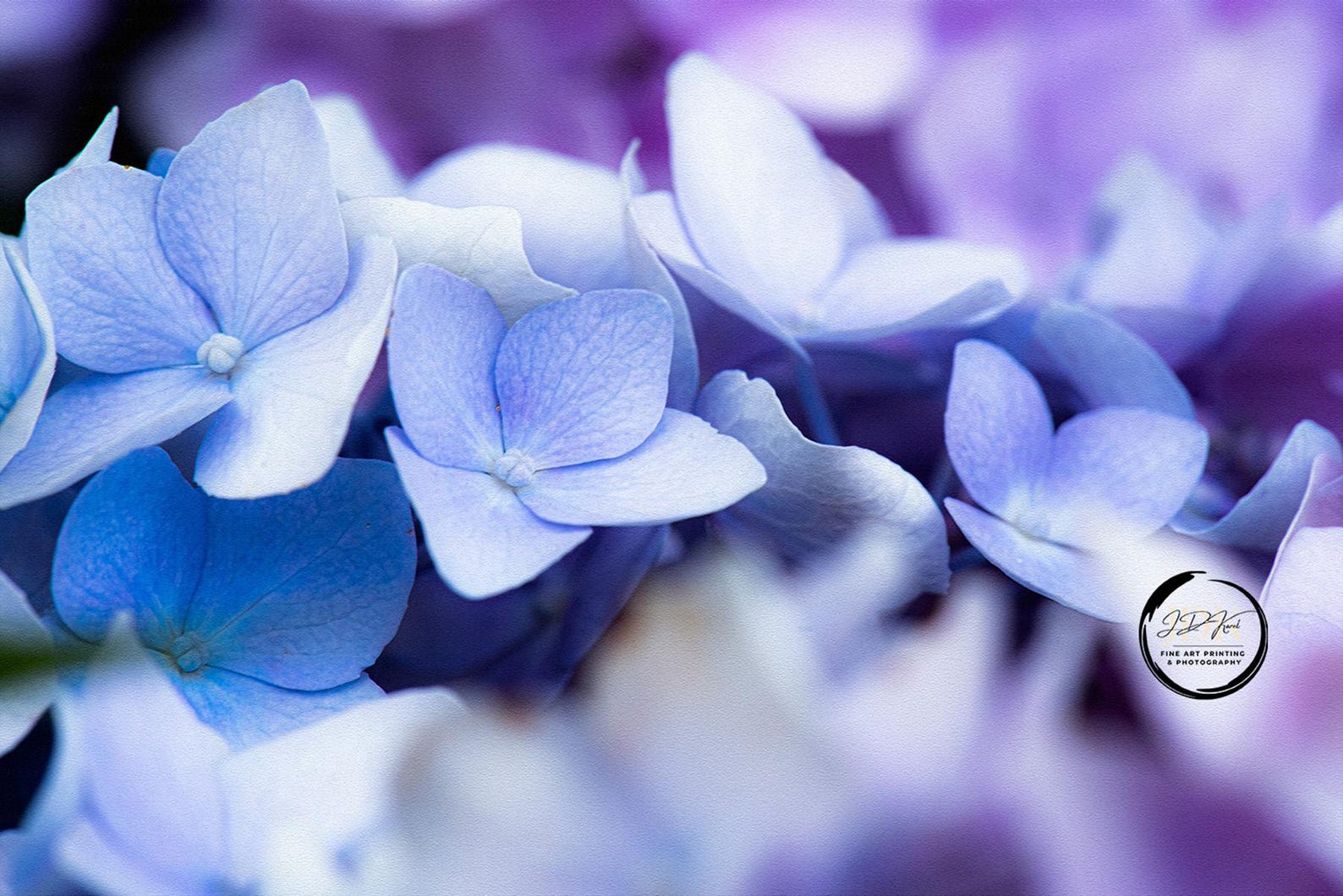 Blue Hydrangea - Etsy