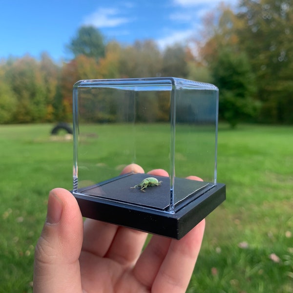 Insect Display Case - Etsy