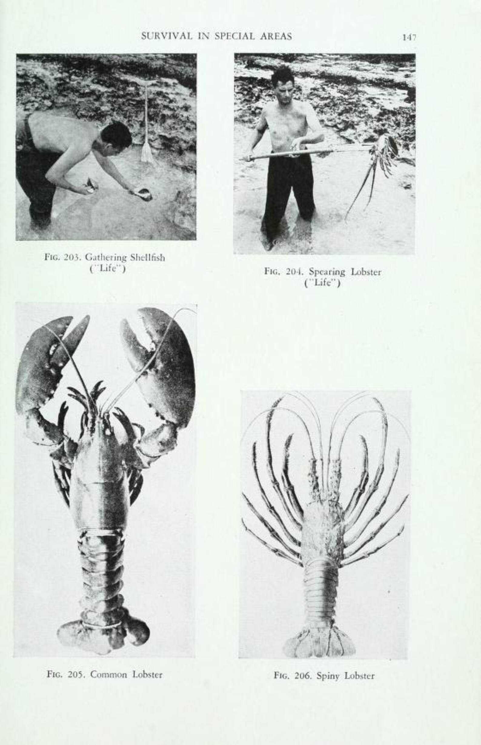 Land and Sea Survival Book (PDF Instant Download, Excerpted From 1943 ...