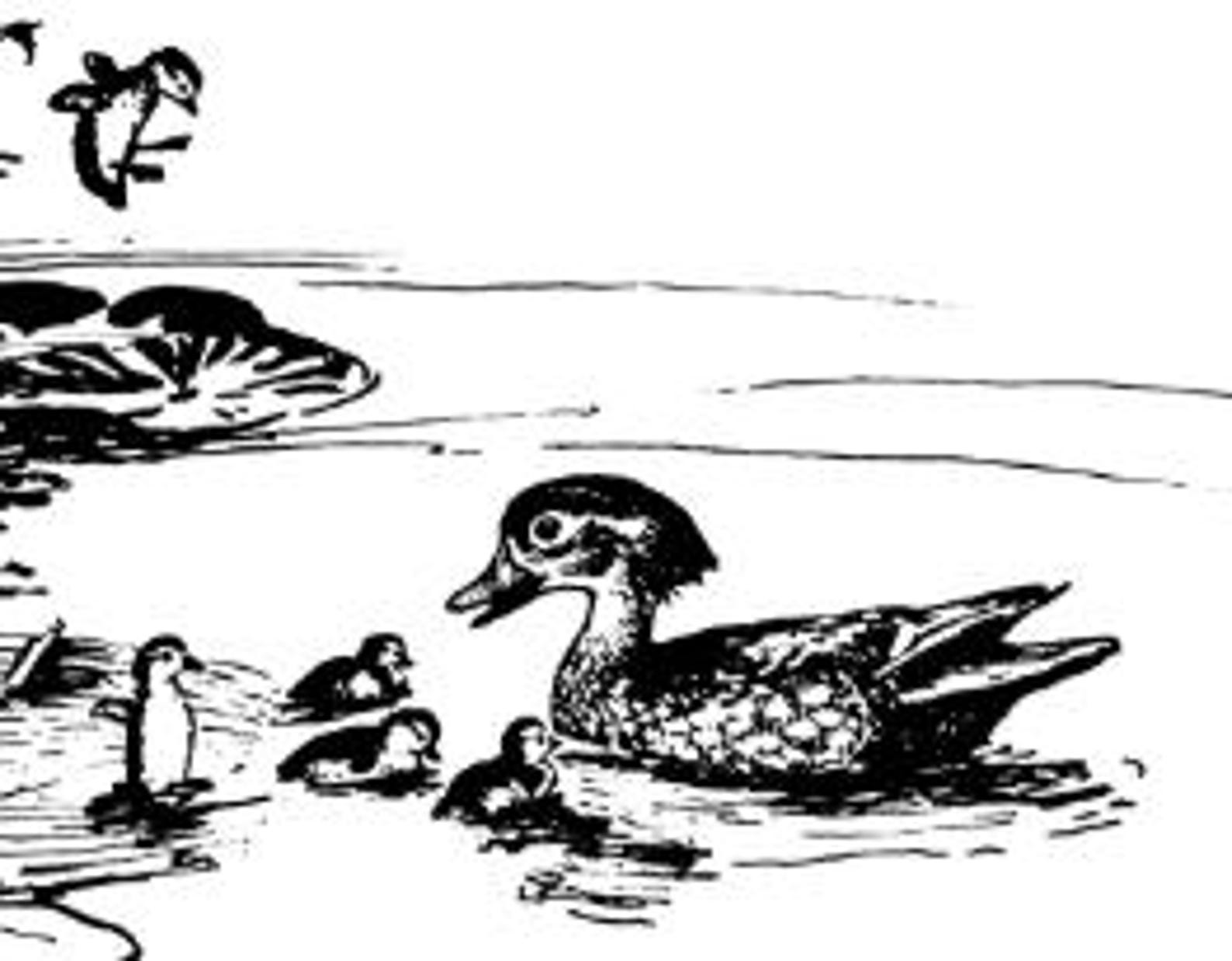 Wood Duck Nest Box Plans (PDF, 2 Plans, Instructions, Diagrams ...