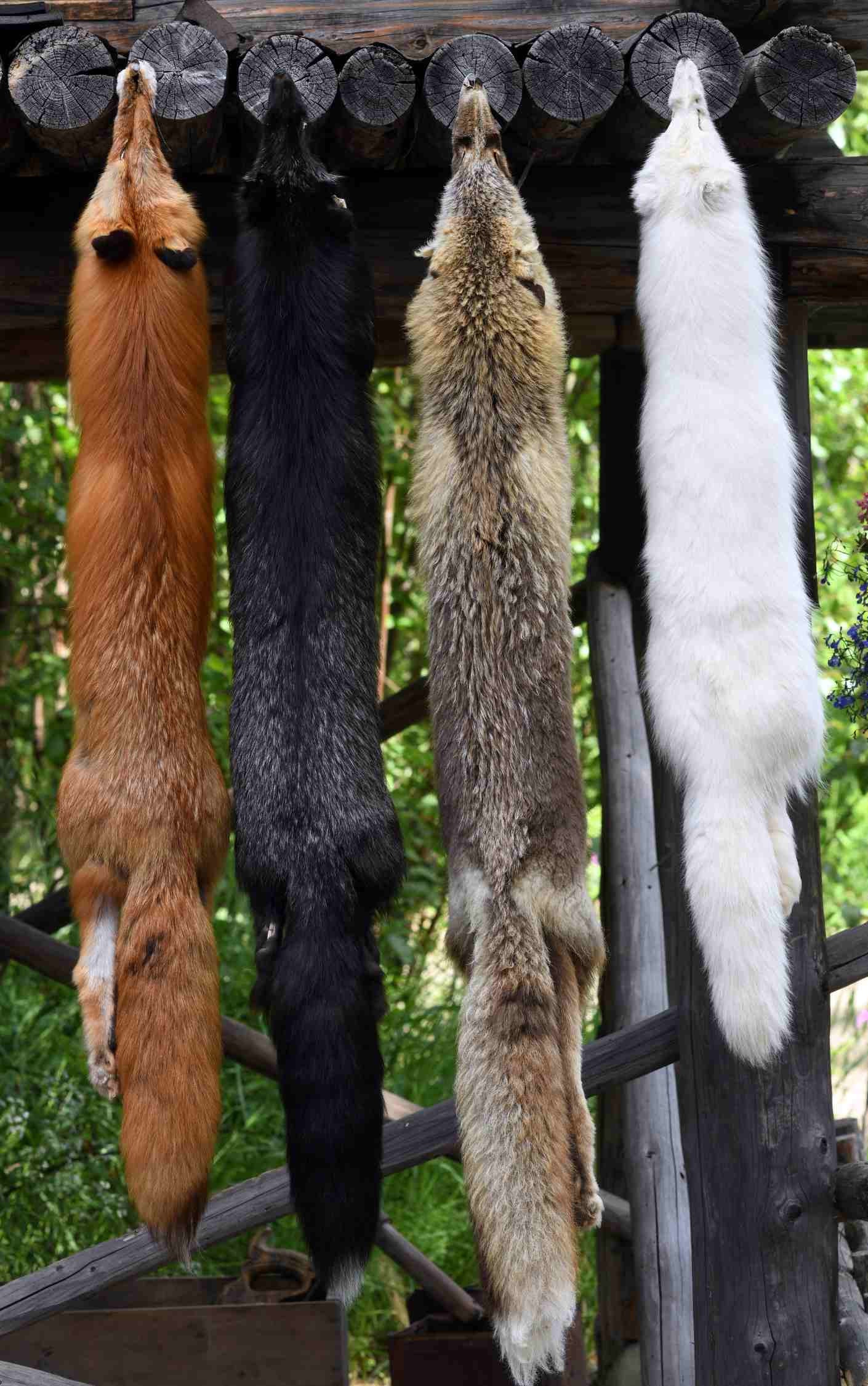 Dressing and Tanning of Fur Skins and Hides (1922) (PDF E-book ...