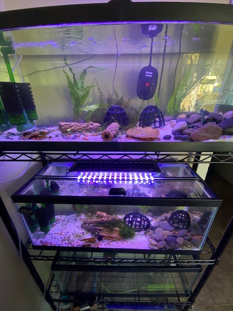 Frimp Cage 1-piece - Etsy