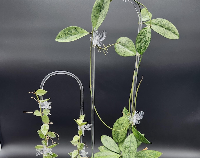 Clear Acrylic Trellis | Climbing Plants Support - Etsy