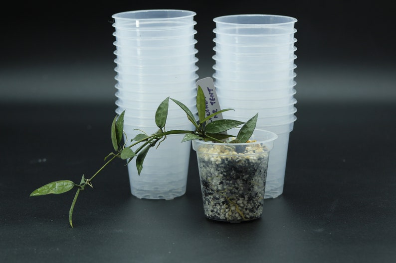 Clear Pots Bundle - 2.5, 3, 4 Inches (20 Pots Each) - Etsy