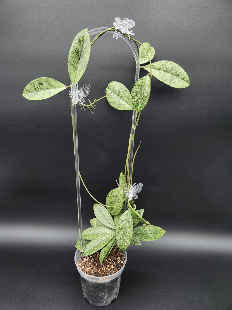 Clear Acrylic Trellis | Climbing Plants Support - Etsy
