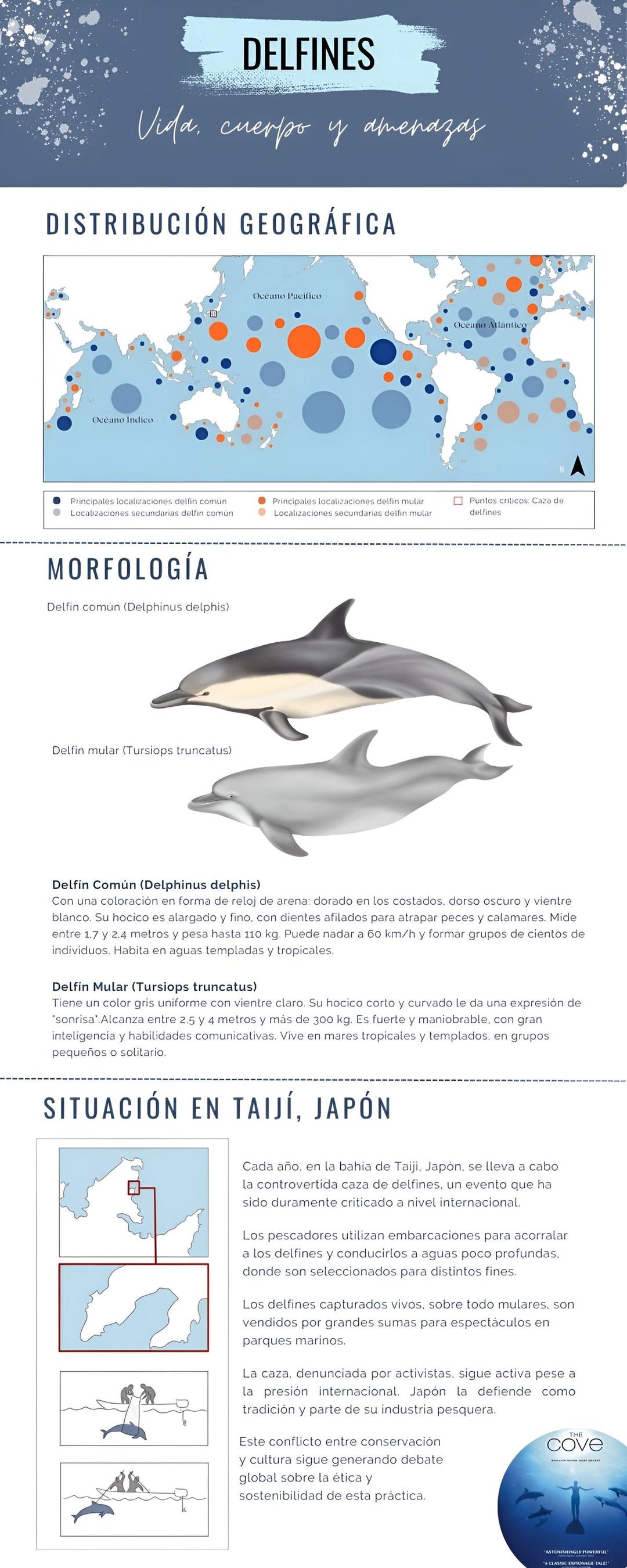 Scientific Poster. Educational Poster. Dolphins Poster: Life, Body and ...