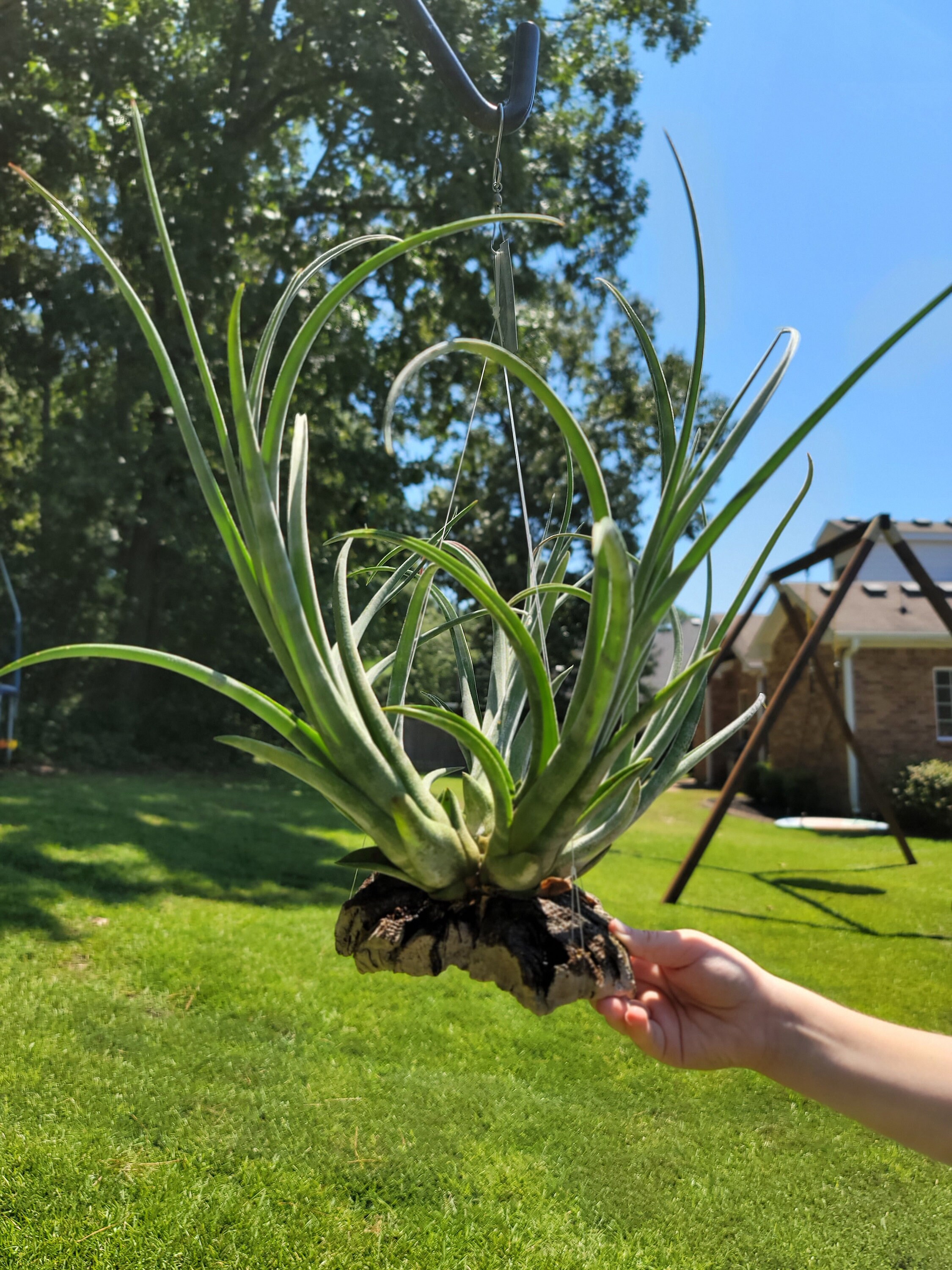 Tillandsia El Guapo - Etsy