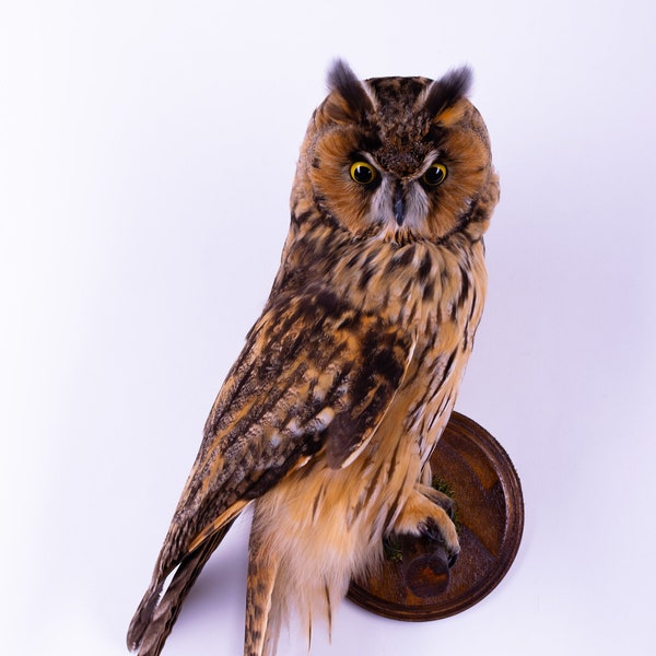 Taxidermy Owl - Etsy