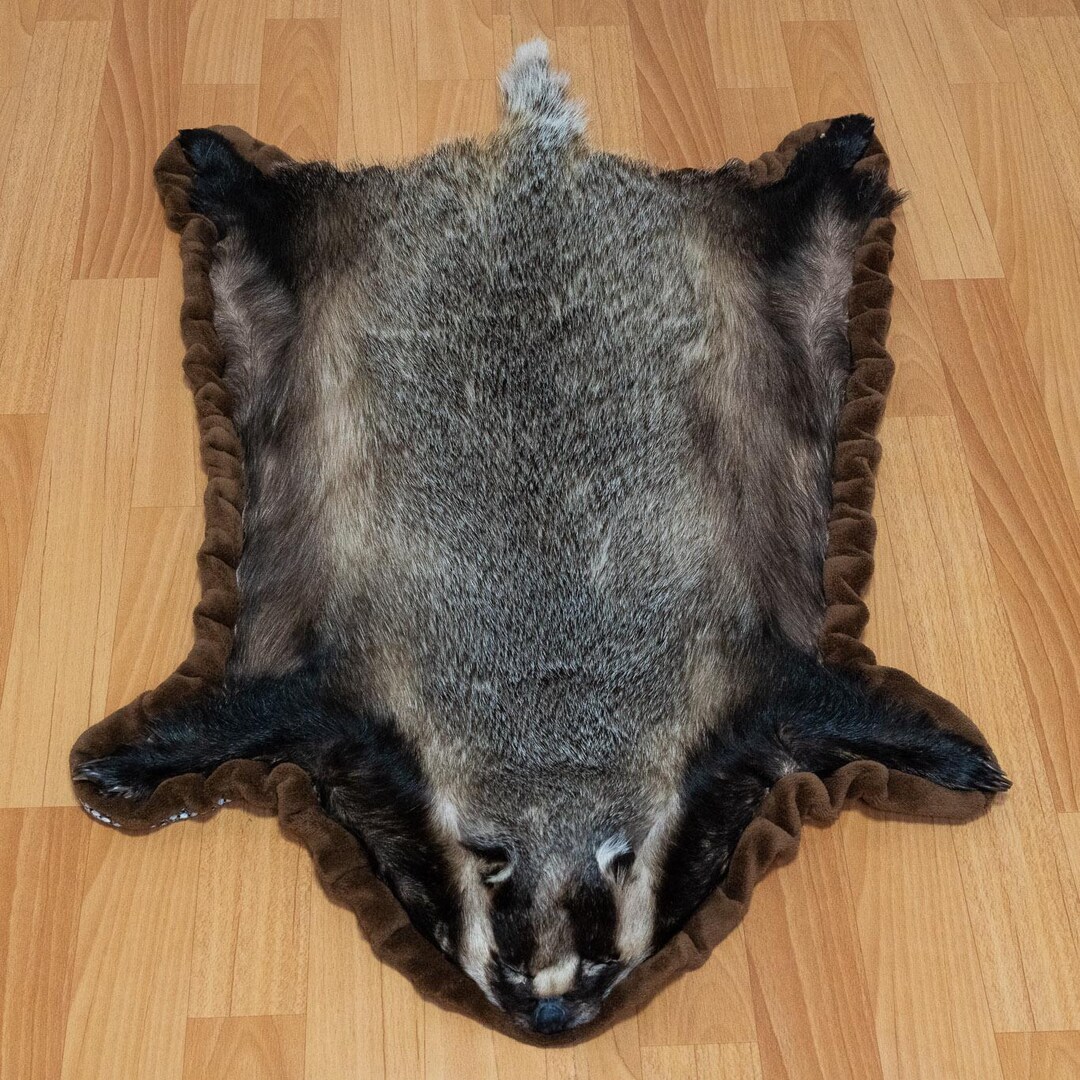 Taxidermy Rug Badger Real Stuffed Mount Mammal New Carpet Home Decor ...
