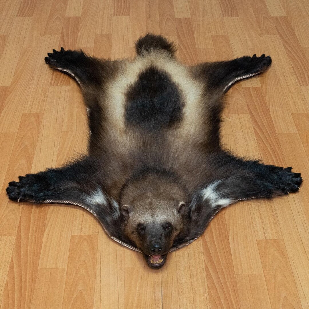 Taxidermy Rug Wolverine Real Stuffed Mount Fur Mammal New Carpet Home ...