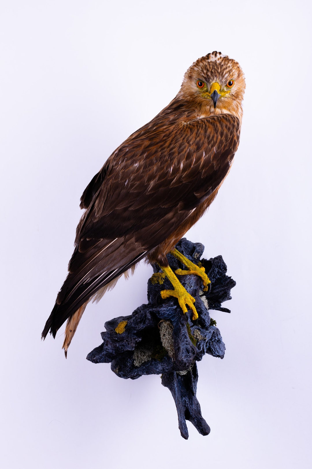Taxidermy Long-legged Falcon Bird of Prey Stuffed Animal Mount Buteo ...