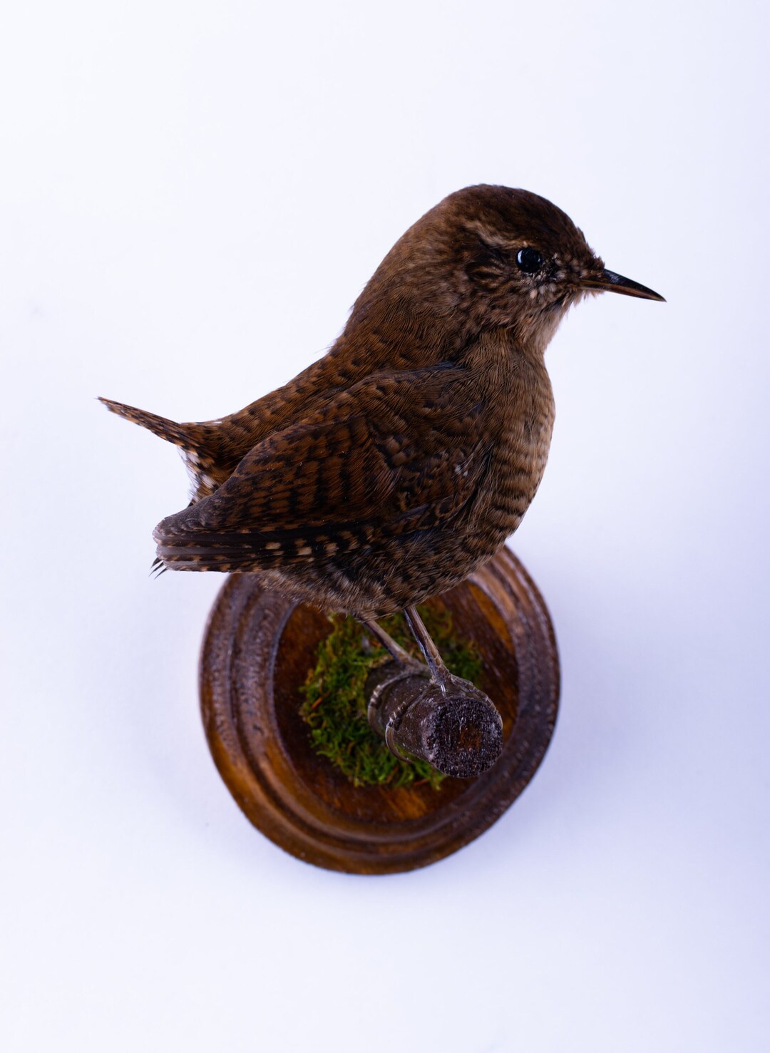 Taxidermy Wren Bird Real Stuffed Mount Troglodytes Troglodytes - Etsy