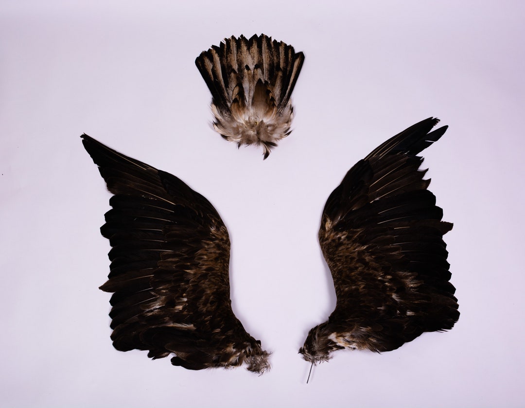 Taxidermy REPLICA White-tailed Eagle Wings Pen Bird Stuffed - Etsy