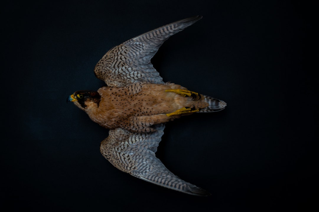 Taxidermy Peregrine Falcon Bird Stuffed Animal Mount Falco - Etsy