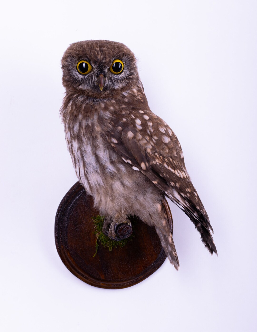 Taxidermy Little Owl Bird of Prey Stuffed Animal Mount Museum - Etsy