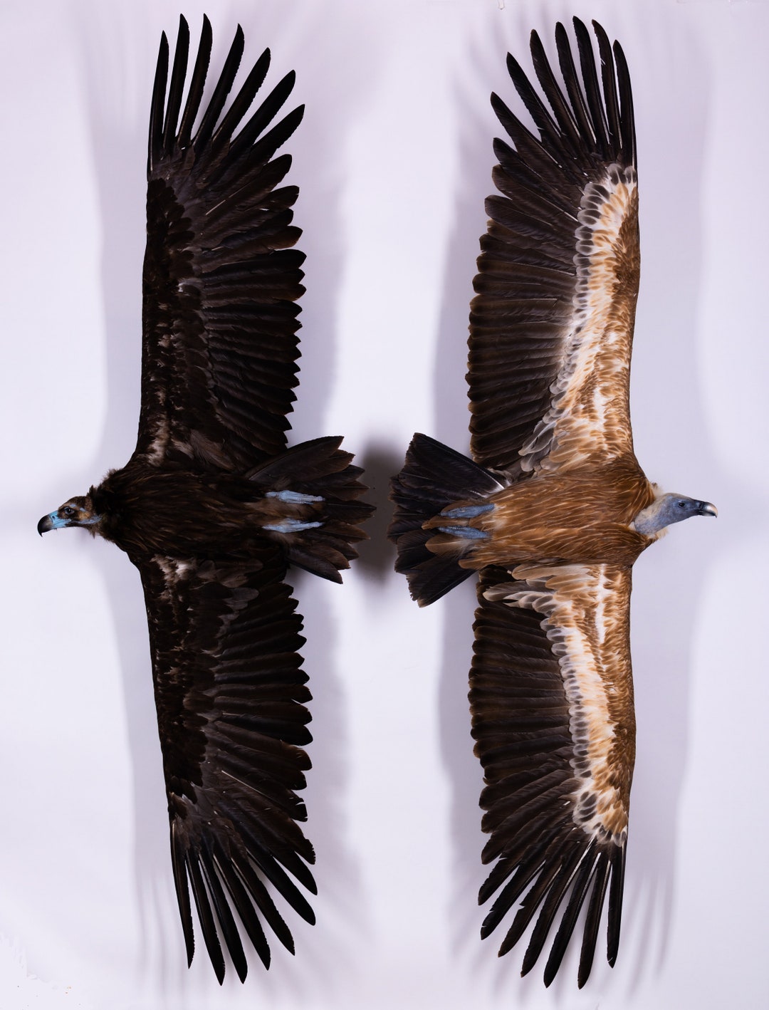 Taxidermy Cinereous Vulture & Griffon Vulture Bird Stuffed - Etsy Australia