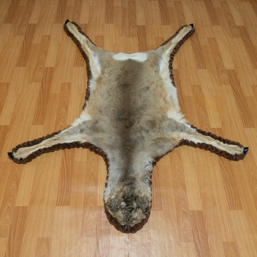 Taxidermy Rug Siberian Roe Deer Fur Real Stuffed Mount Mammal New ...
