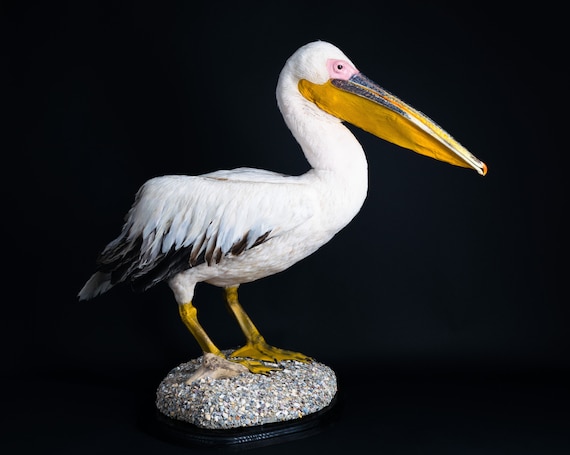 Taxidermy Pelican Bird Stuffed Animal Mount Pelecanus - Etsy