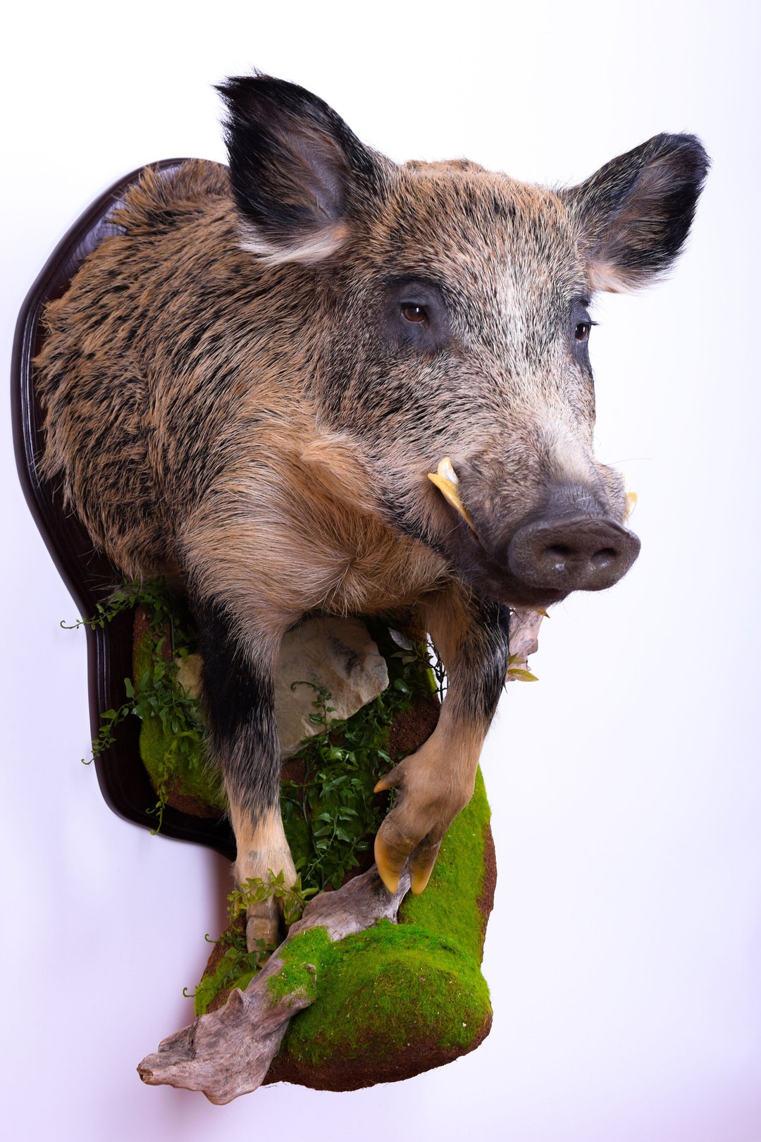 Taxidermy Wild Boar Head Stuffed Animal Mammal Sus Scrofa - Etsy