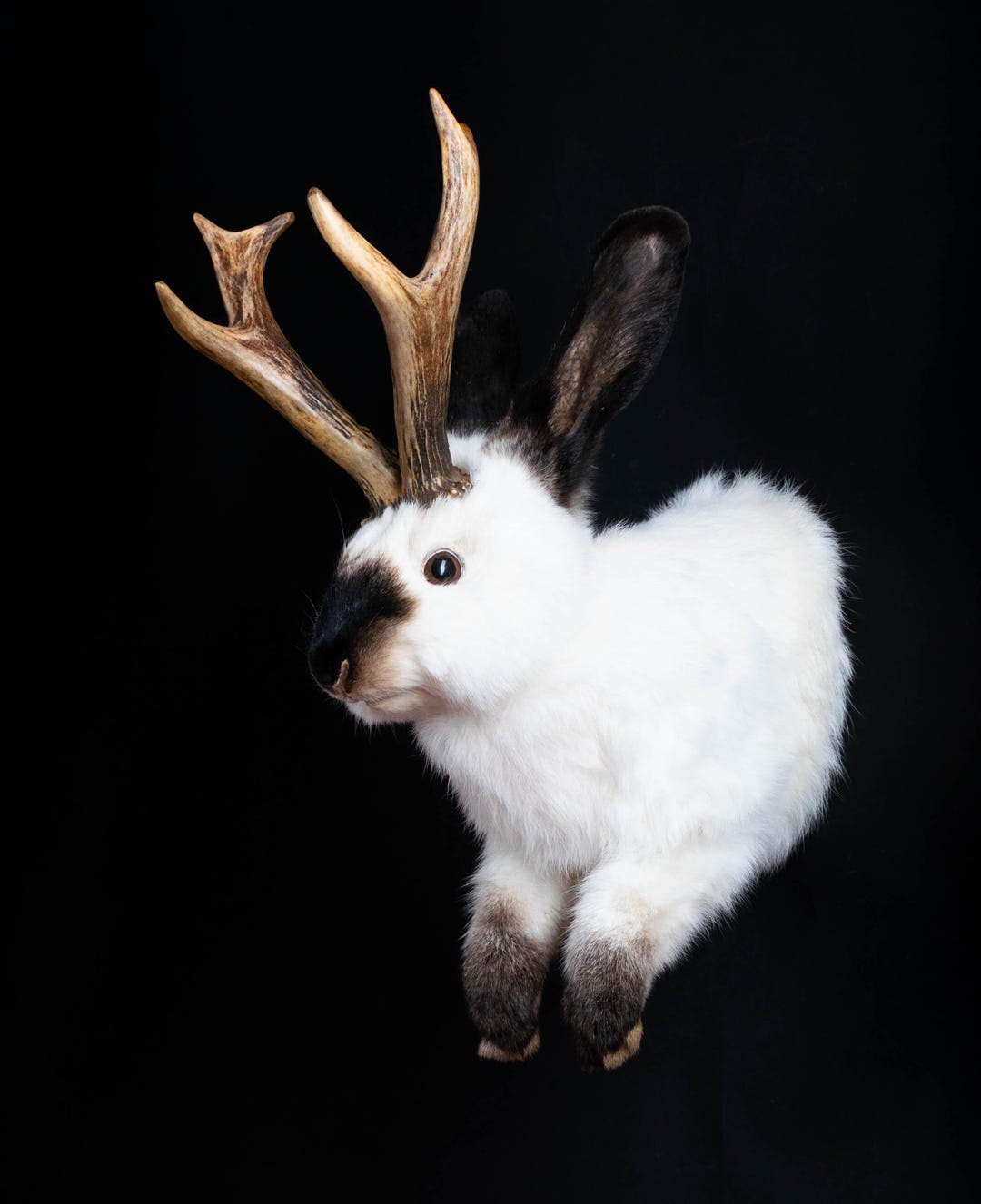 Taxidermy Jackalope Hare Rabbit With Horn Real Stuffed Wall Mount ...