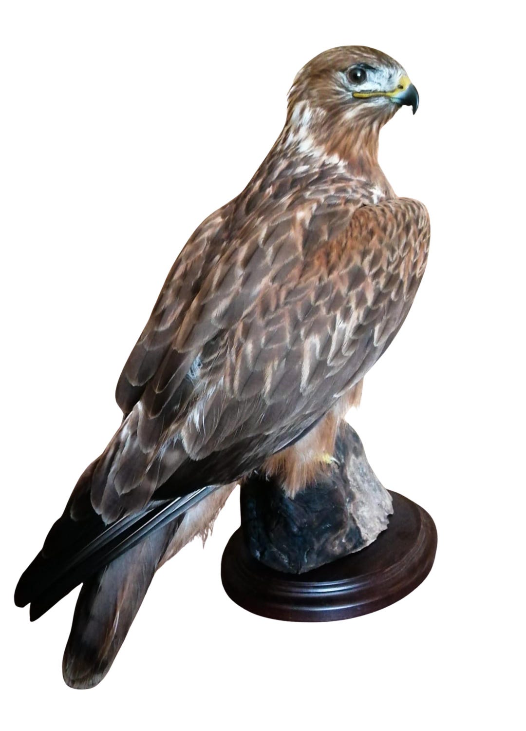 Taxidermy Bird Red Kite Falcon Real Stuffed New Standing Mount Home ...