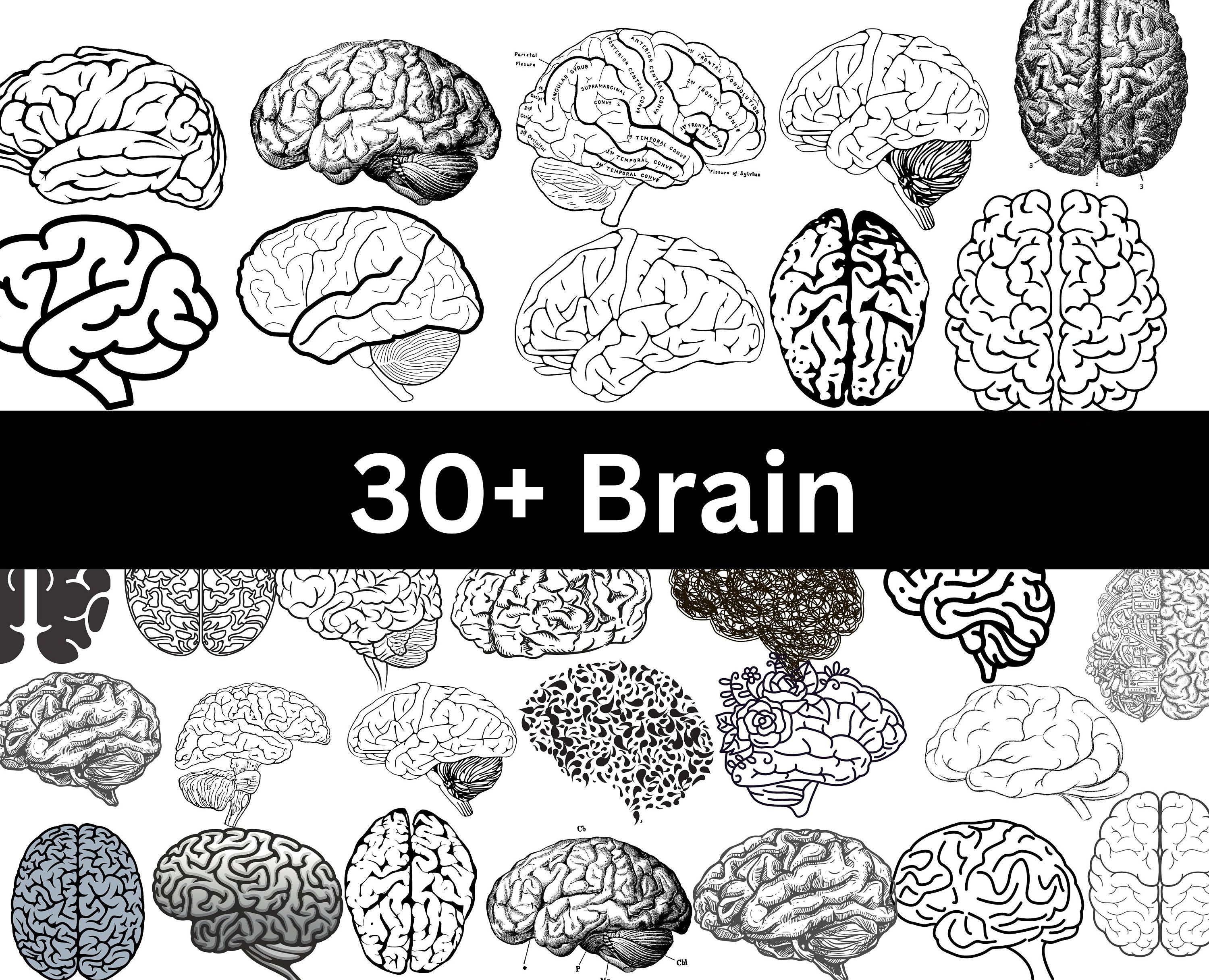 Brain SVG Human Brain Svg Brain Clipart Mind Svg Brain - Etsy Canada