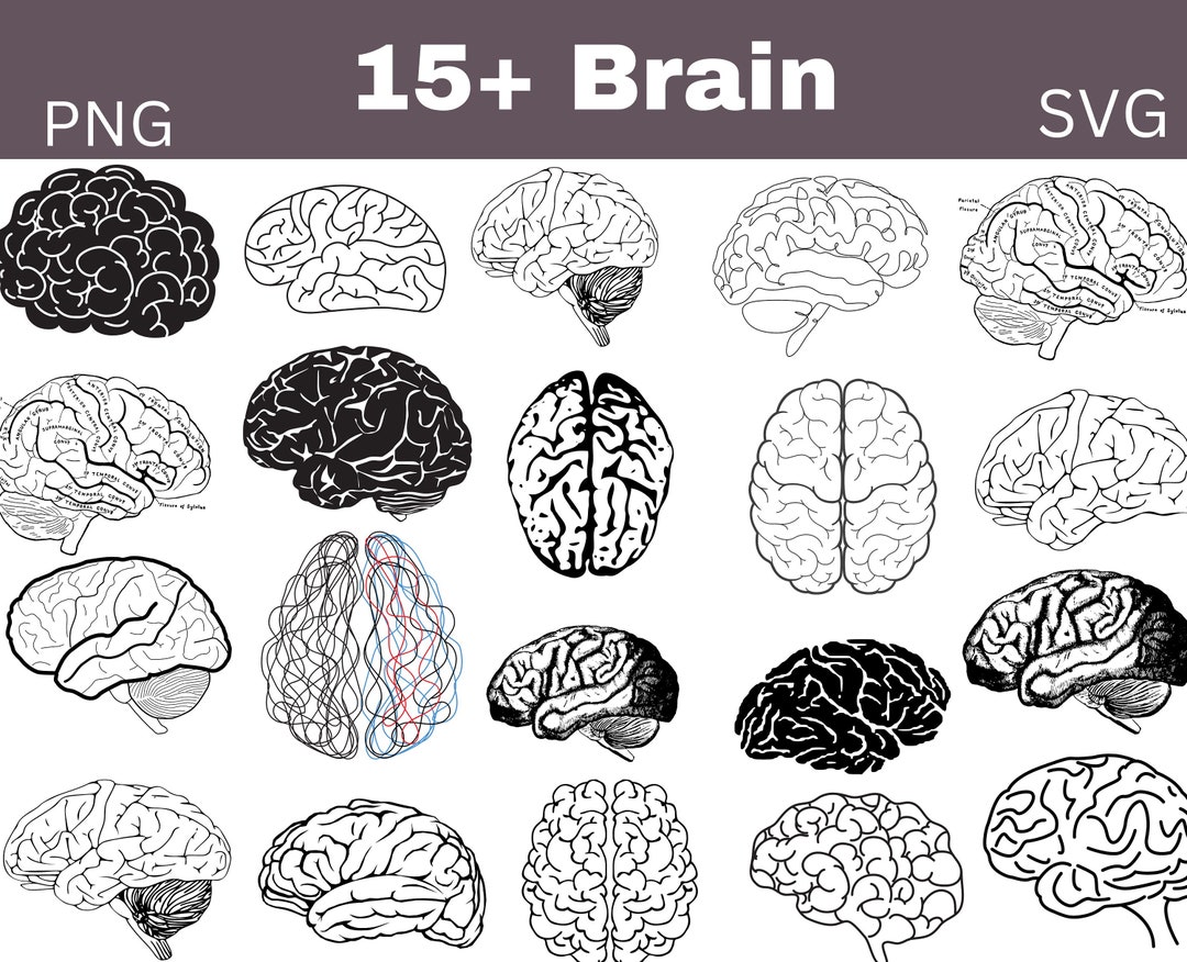 Brain SVG Human Brain Svg Brain Clipart Mind Svg Brain - Etsy