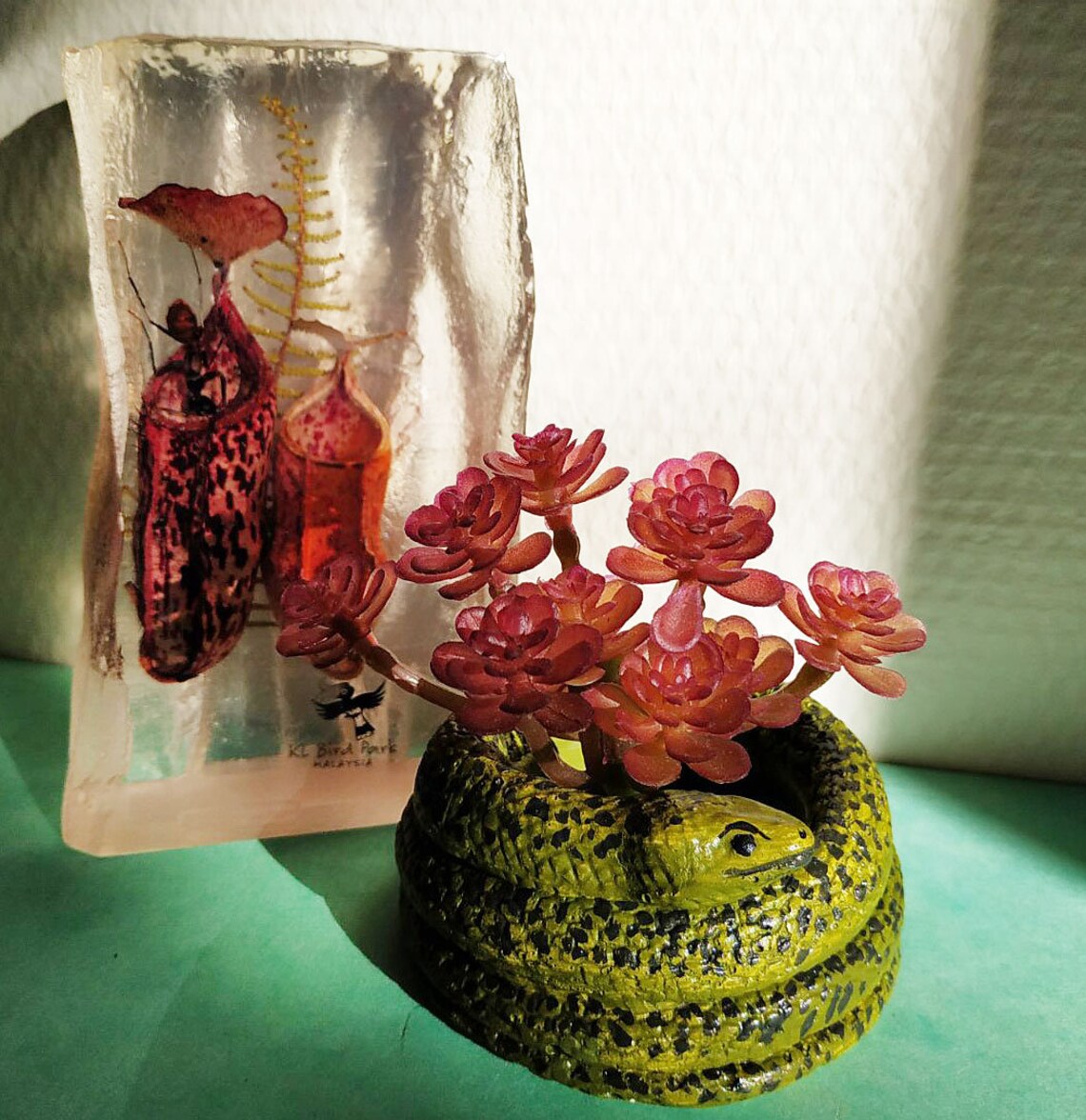 Green Snake. Pot for Succulents and Cacti in the Form of a Snake ...