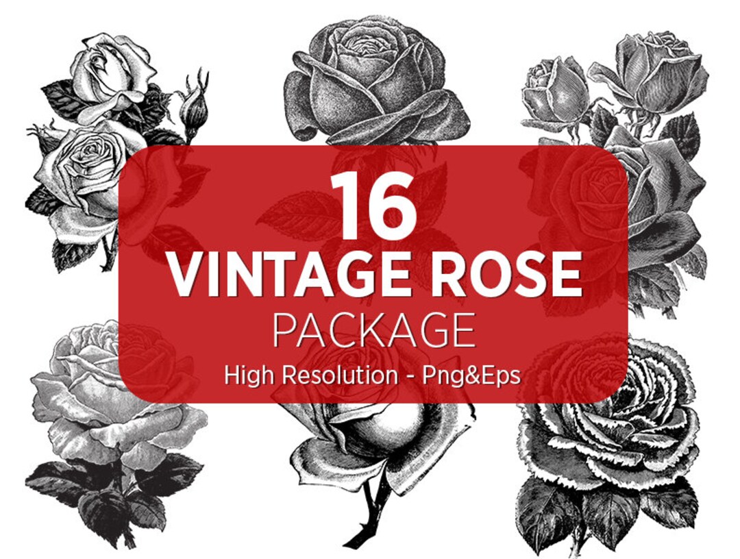 Vintage Rose Clipart, Rose Drawings, Black-white Roses, Roses Images ...