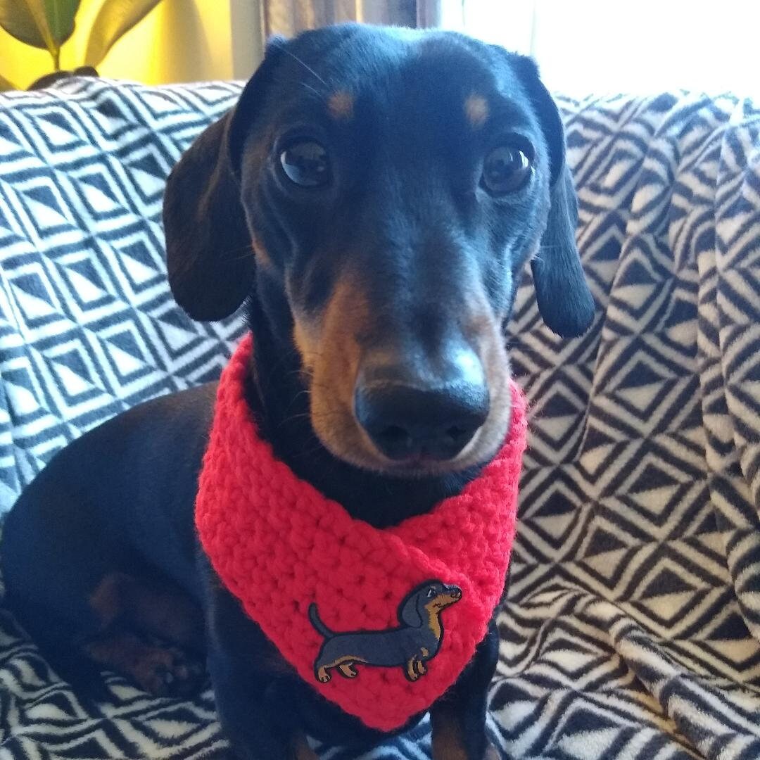 PATTERN: USA Simple Crochet, Small Dog Scarf 'mr Newton's Simple ...