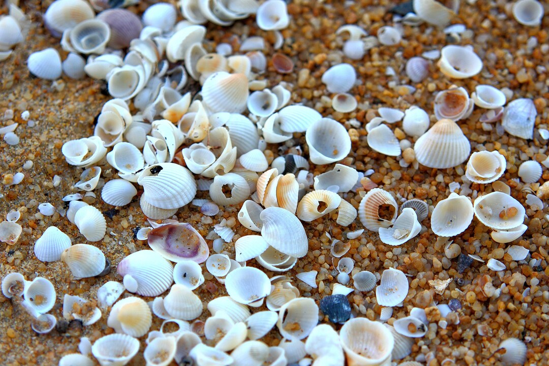 Portuguese Sea Shells, Handpicked Coastal Treasures From Portugal's ...