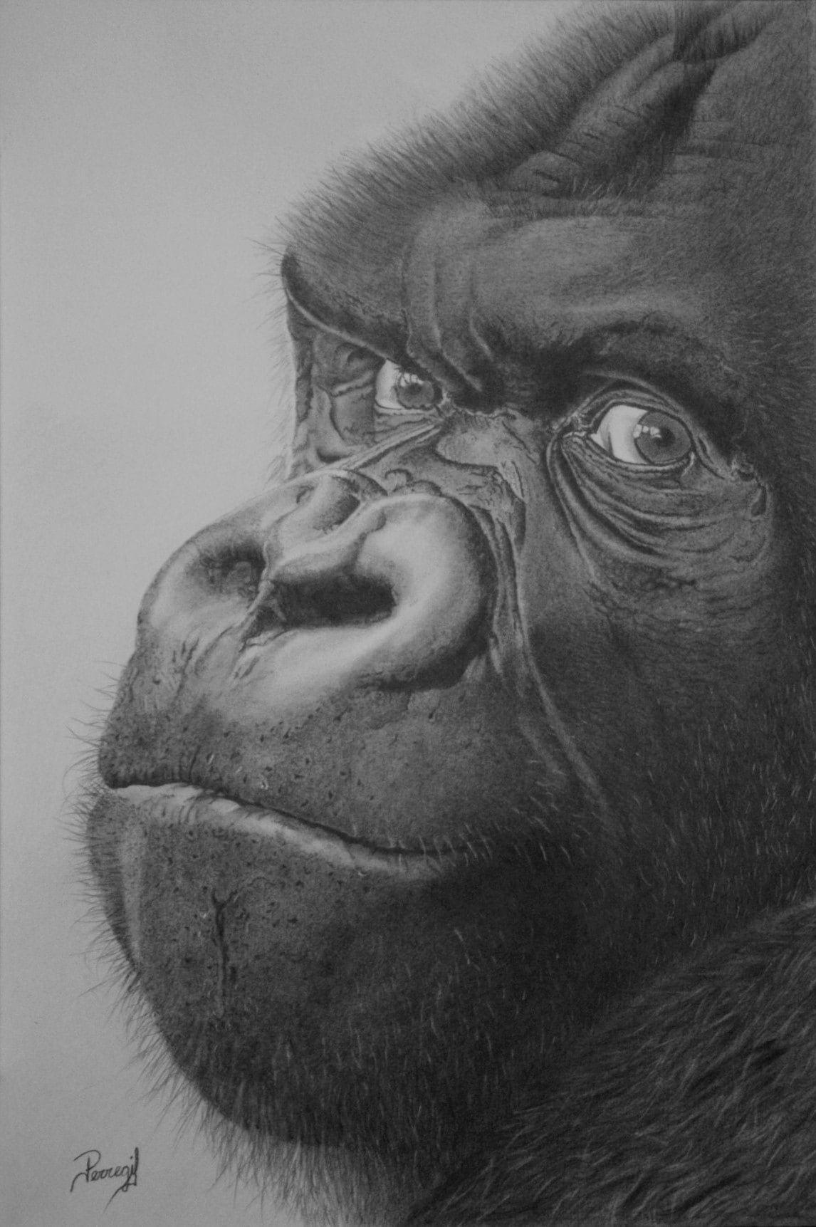 Realistic Gorilla Drawing