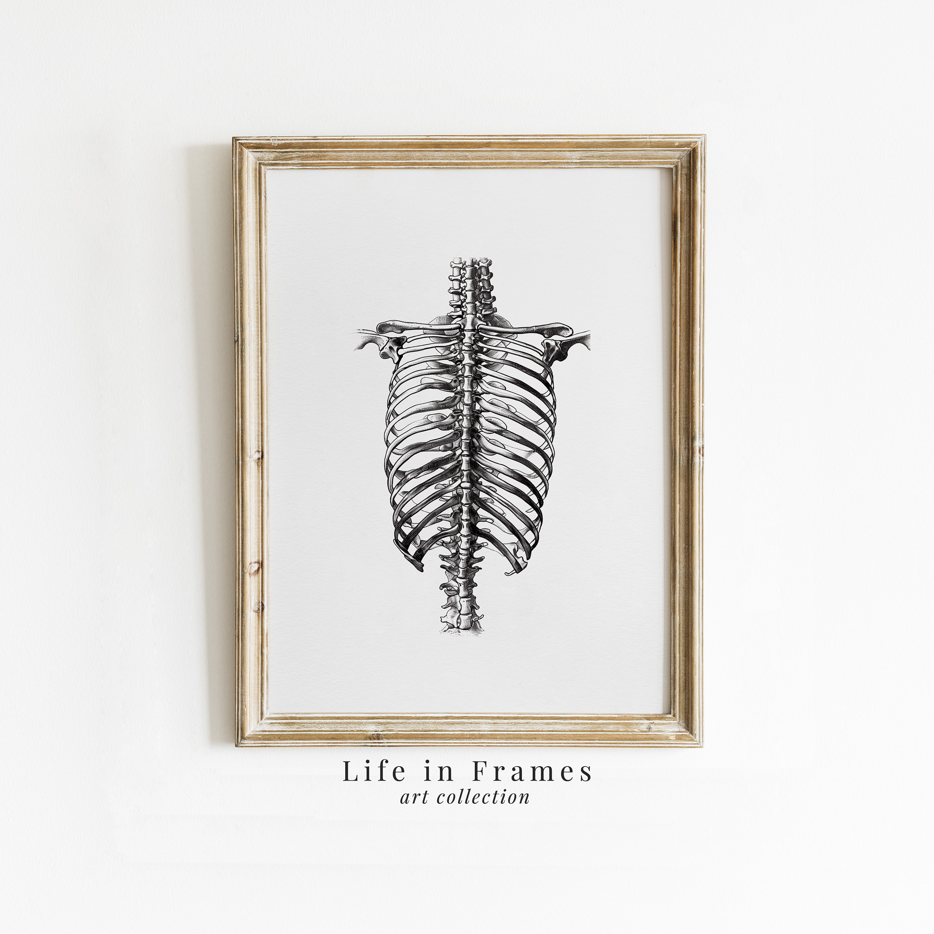 Human Ribcage Art Print Anatomical Skeleton Illustration Vintage ...