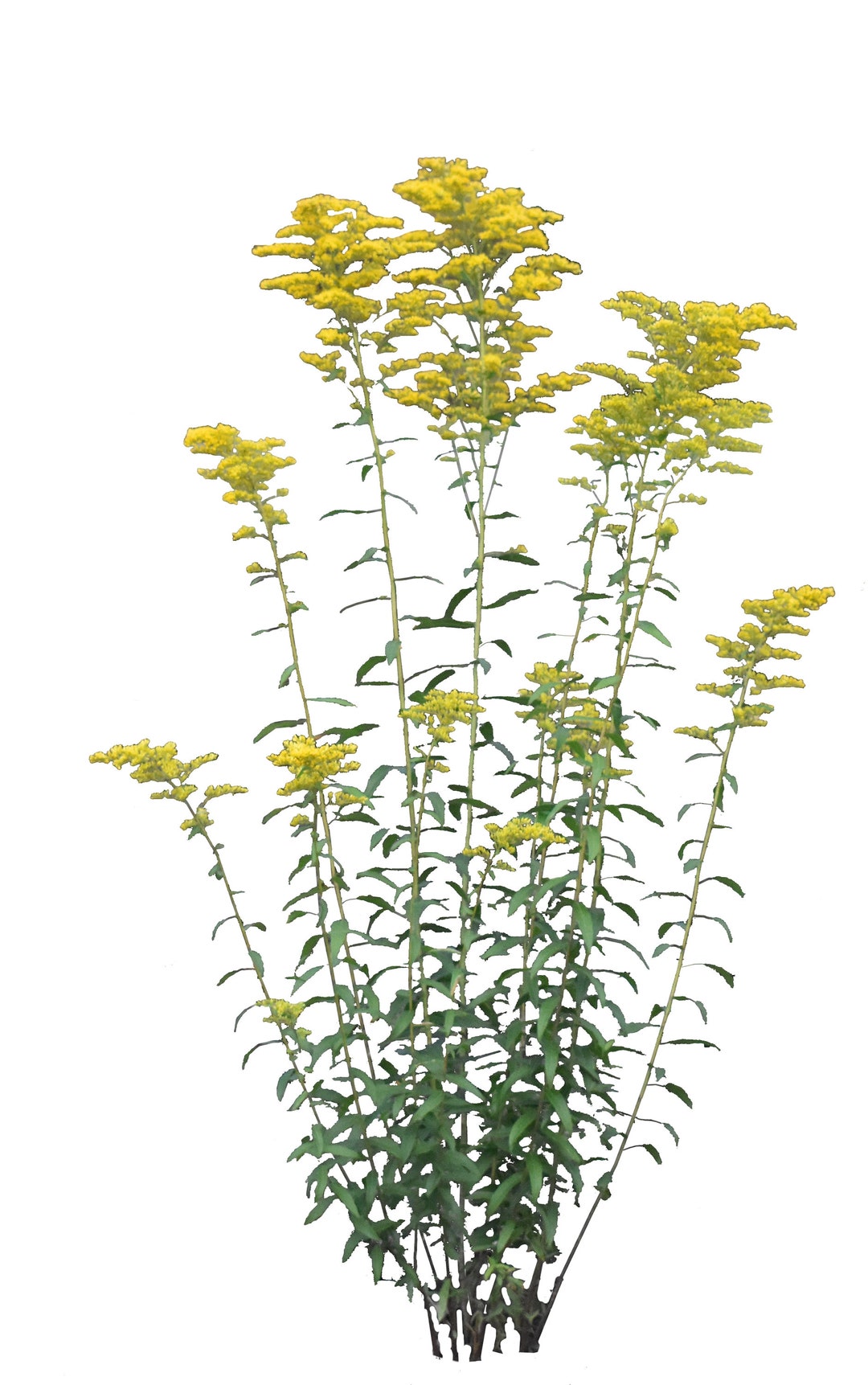 Early Goldenrod PNG - Etsy