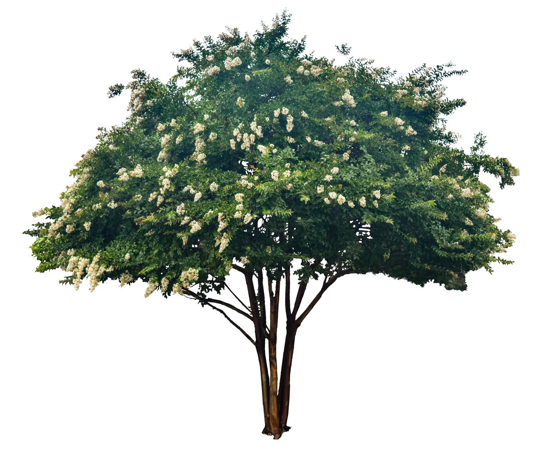 Natchez Crepe Myrtle PNG - Etsy