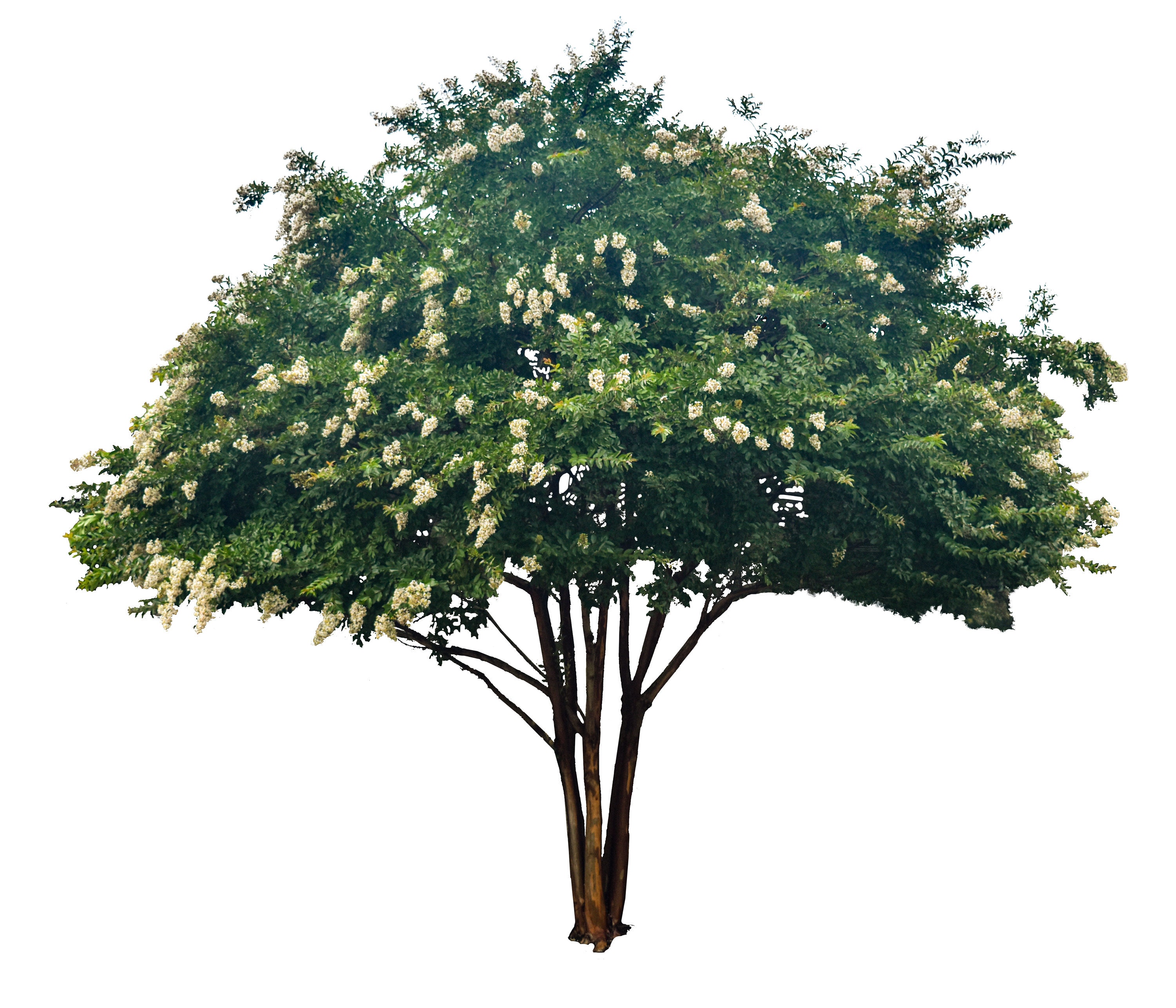 Natchez Crepe Myrtle PNG - Etsy
