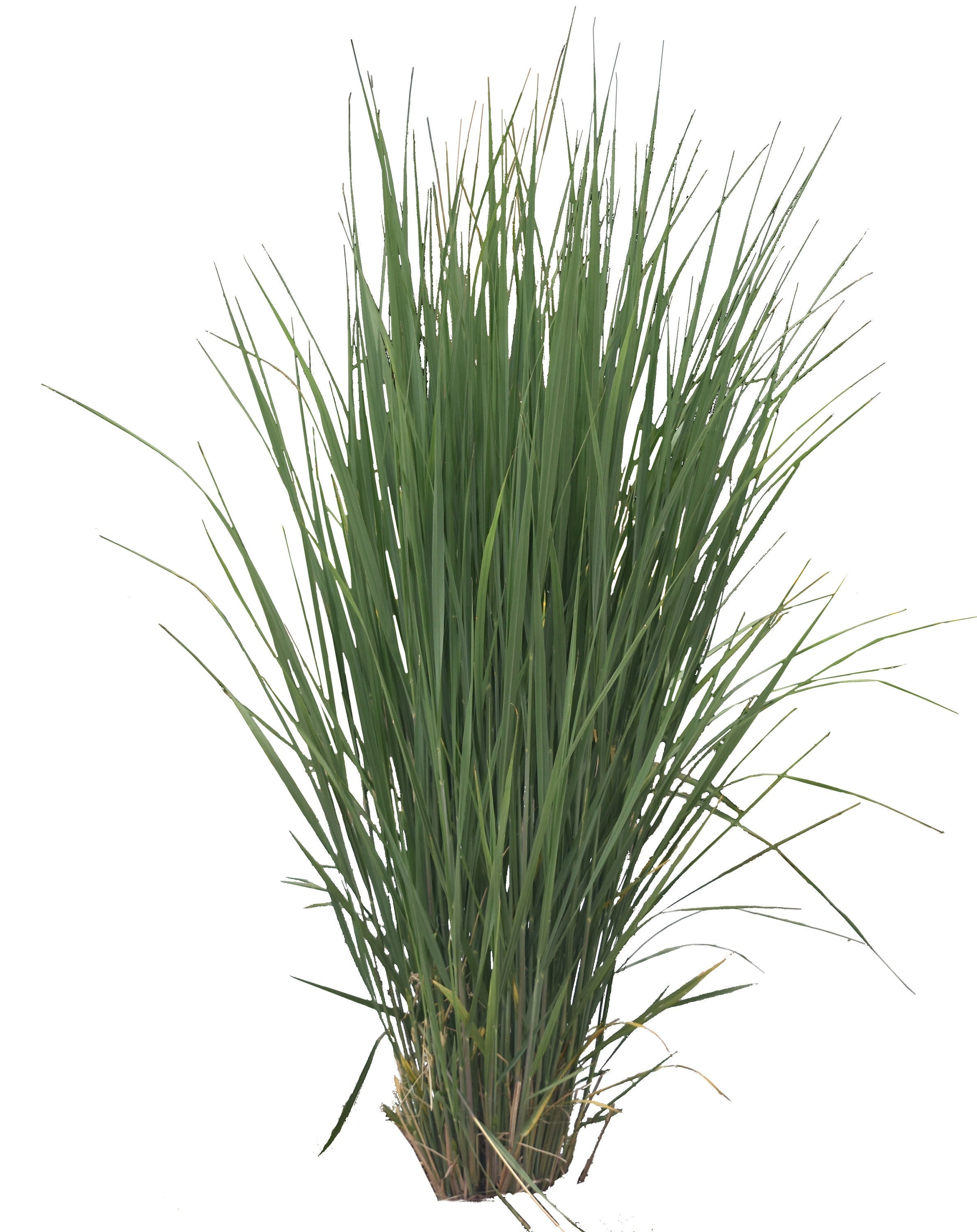 Switchgrass PNG - Etsy