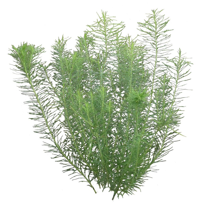 Threadleaf Bluestar PNG - Etsy