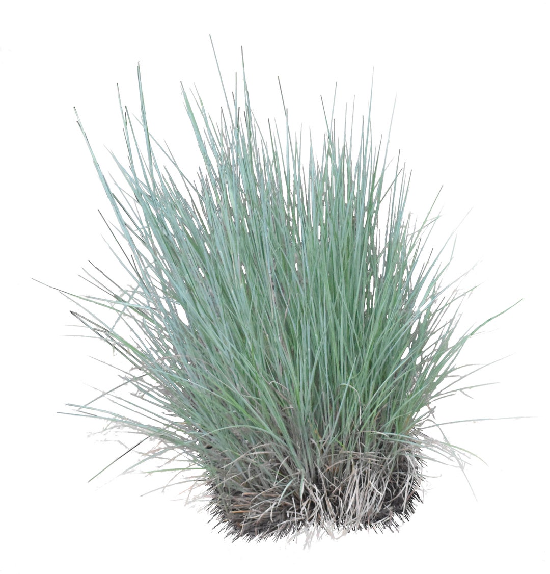 Little Bluestem PNG - Etsy