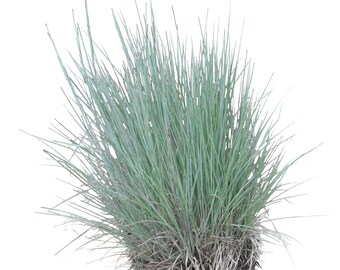 Little Bluestem 'prairie Blues' Native Ornamental Grass Live Starter ...