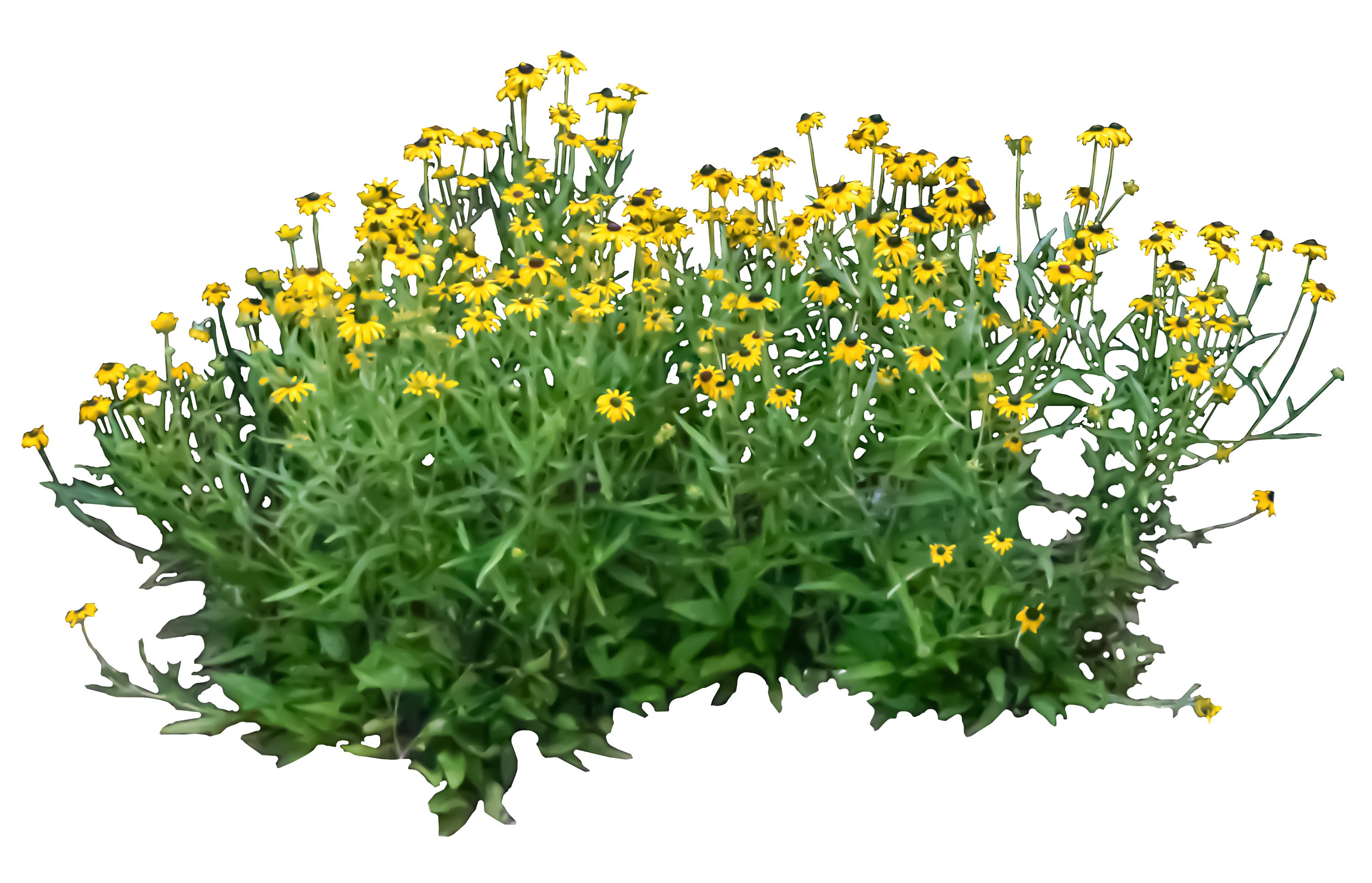 Black Eyed Susan PNG - Etsy