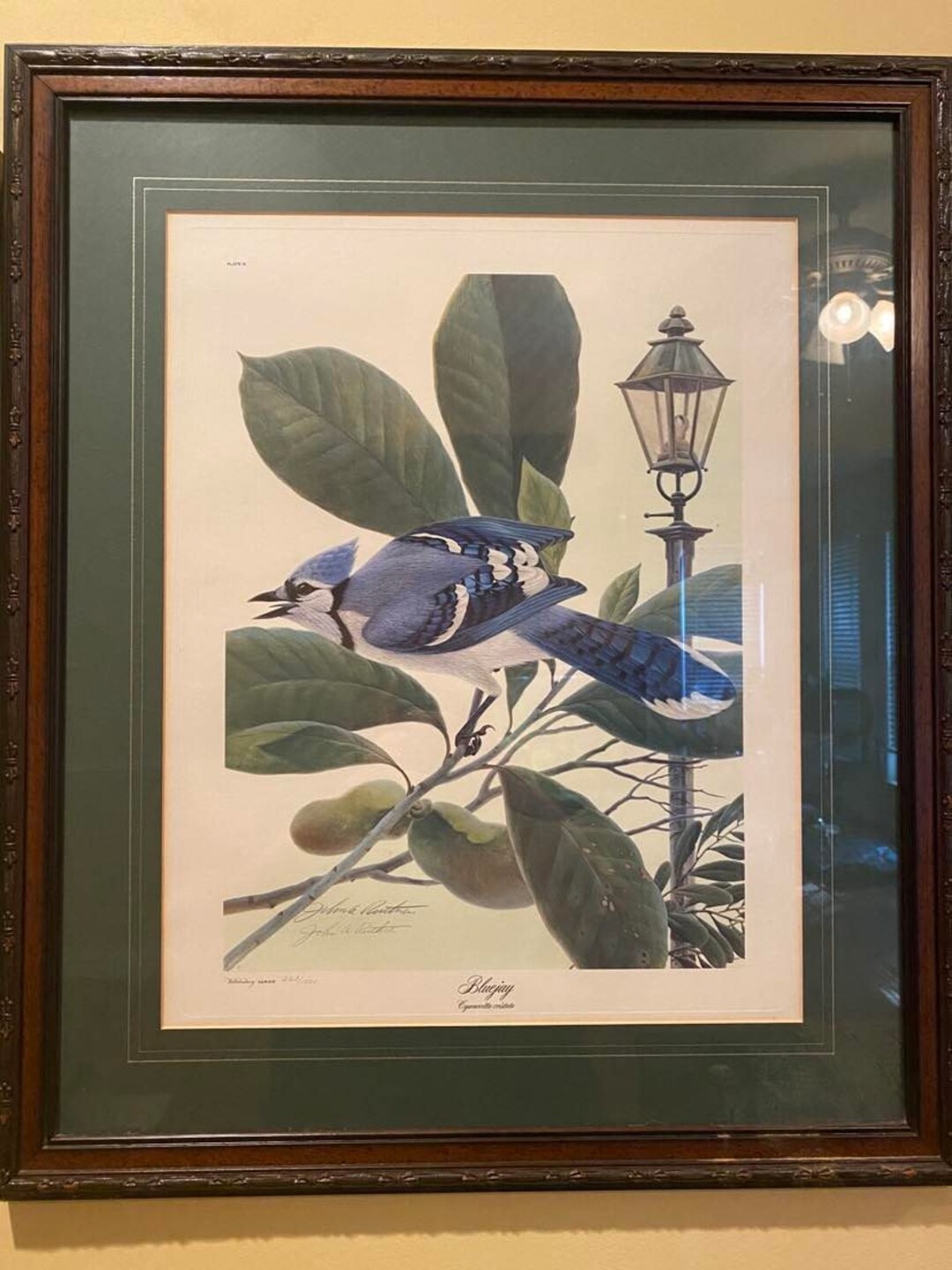 Williamsburg Series Bluejay Limited Edition Lithograph Print - Etsy