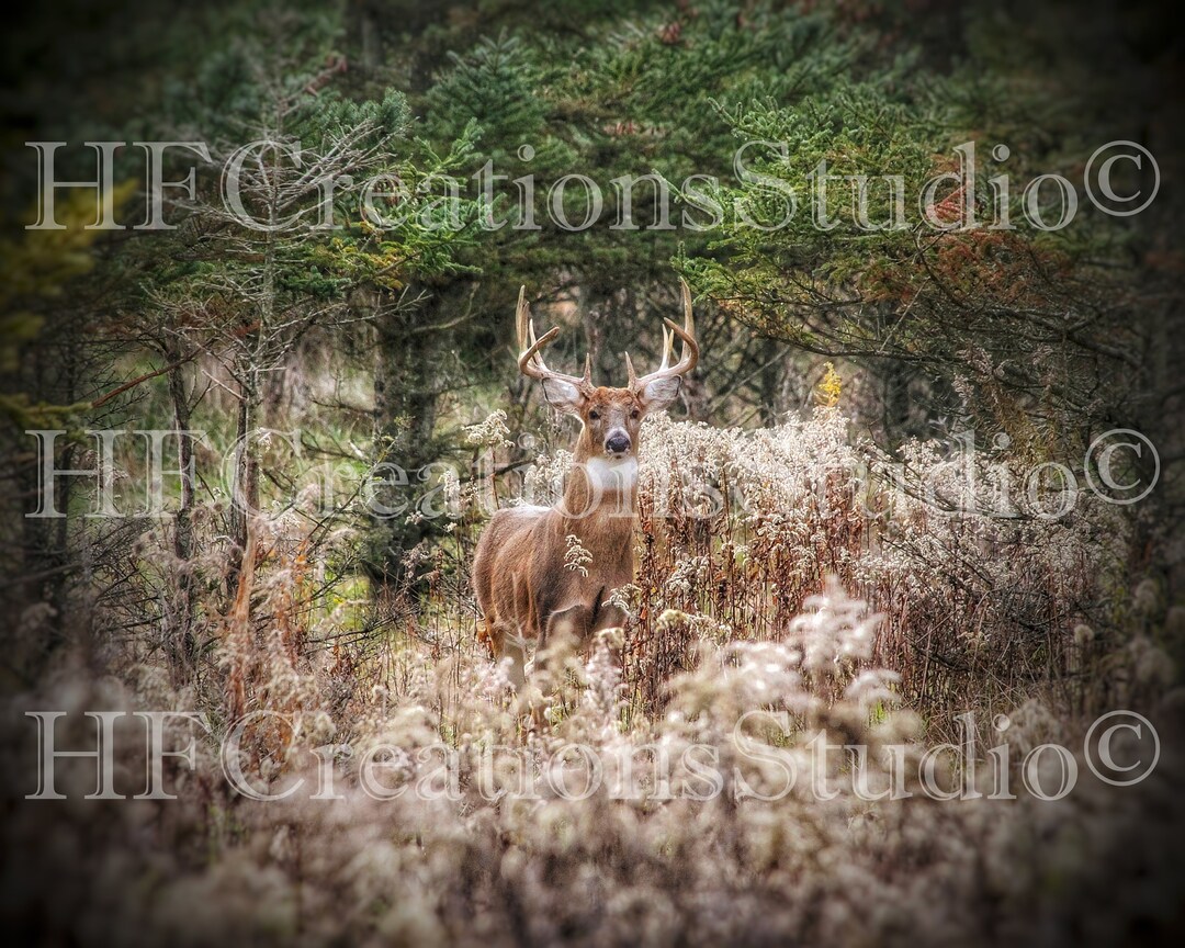11 Point Whitetail Buck in Field - Etsy