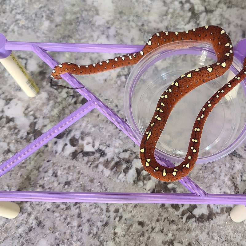 Snake Bowl - Etsy