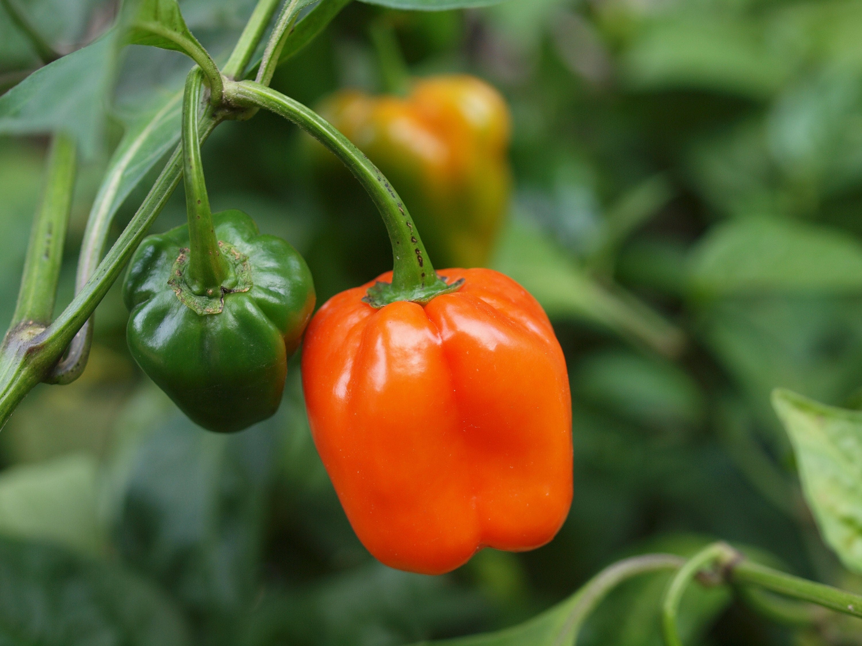 Habanero Plant Drawing