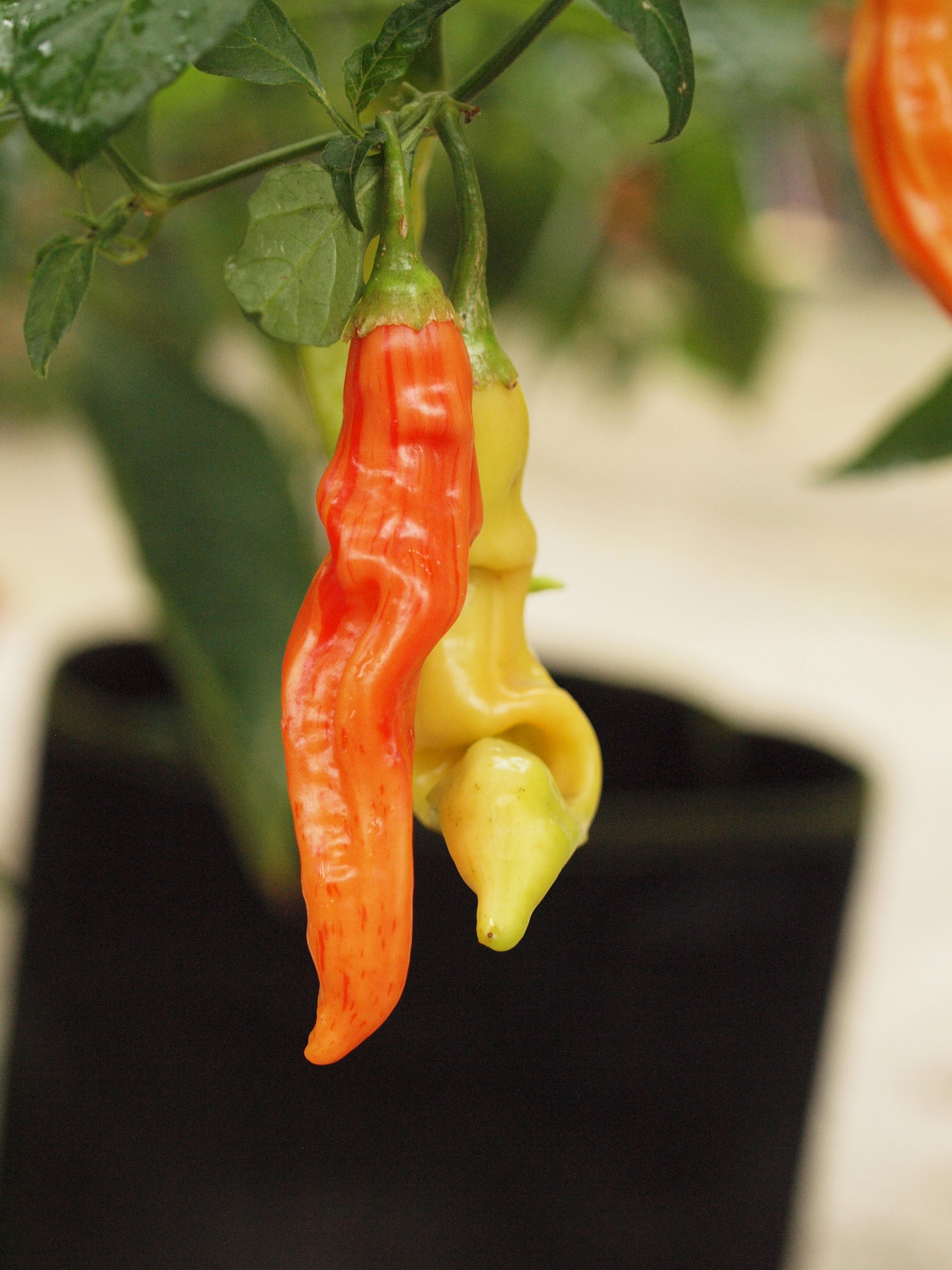 Sugar Rush Stripey Pepper Seeds - 100% Organic & Made in Italy - Etsy ...